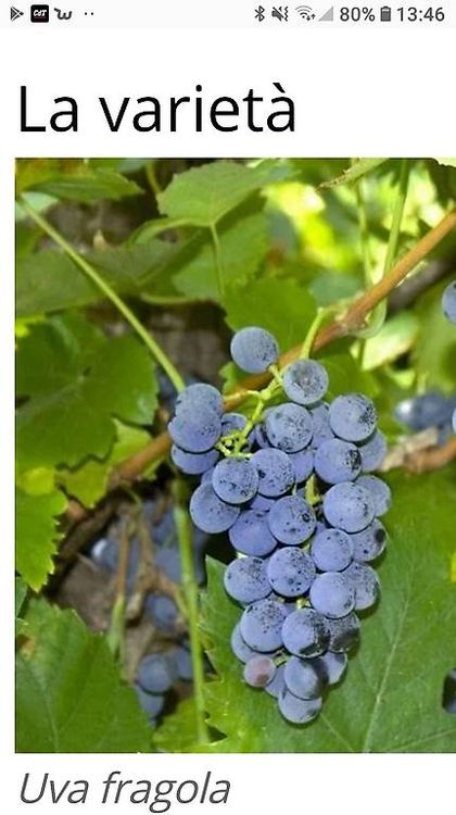 grappa di uva americana (Usato) a Somazzo per CHF 30 – solo ritiro ...