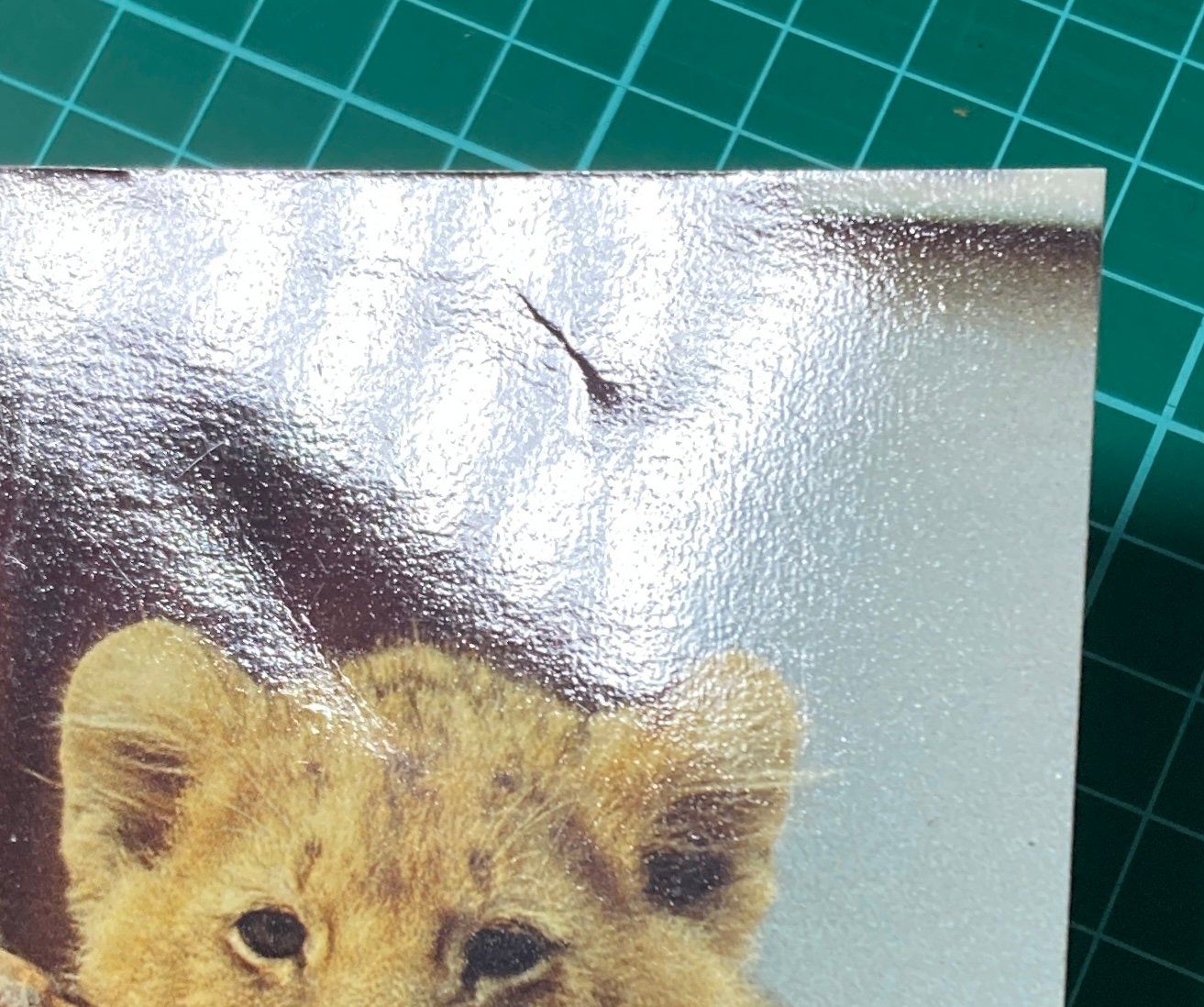 Zoologischer Garten Basel, junge Löwen, 1982 (Gebraucht) in Lenzburg ...