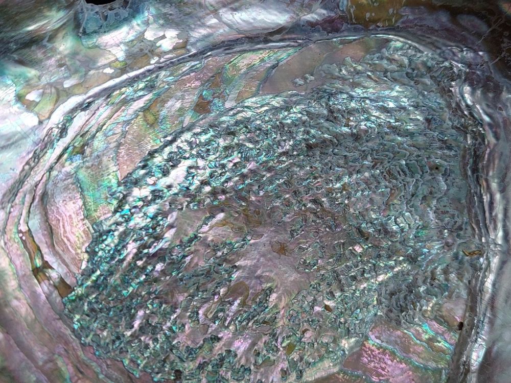 Robuste Riesen-Muschel ca. 20x15.5x5.5 cm / Gewicht: 403 gr. (Gebraucht ...