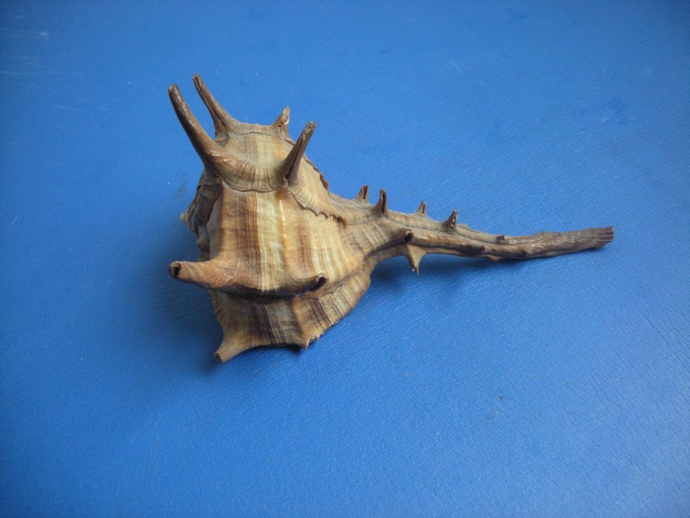 Lange braune Muschel Philippinen 12 cm mit Dornen (Gebraucht) in ...