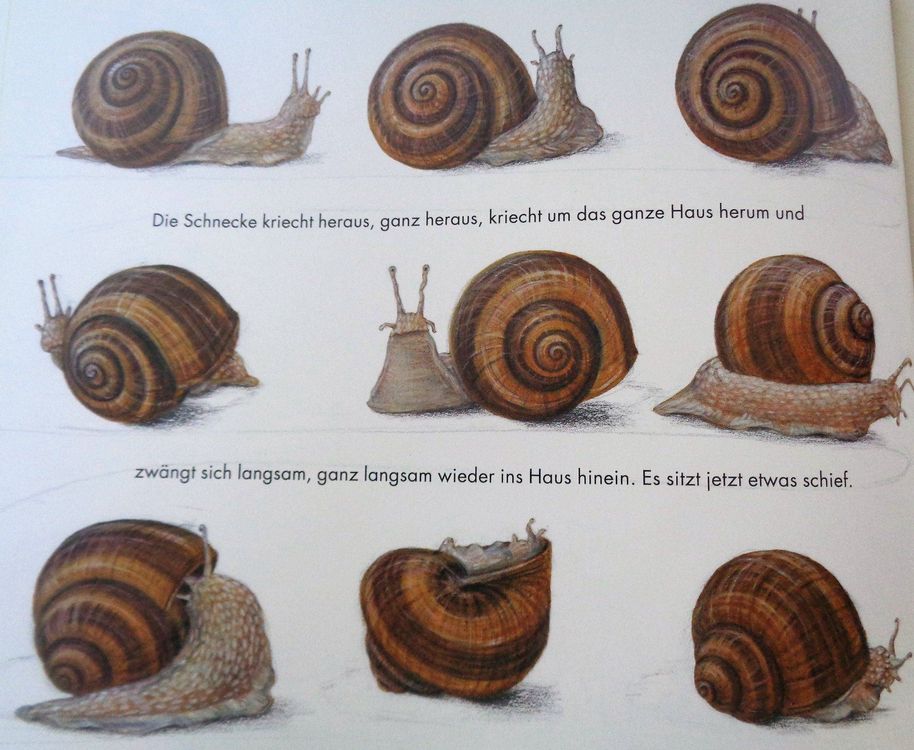 Mutig, mutig / Bilderbuch Lorenz Pauli - Kathrin Schärer (Gebraucht) in ...