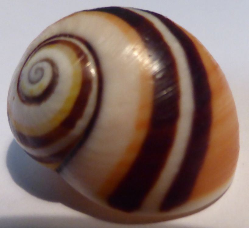 SEHR SELTENE POLYMITA VENUSTA -MUSCHEL-BESTE QUALTÄT.-GEM ! | Kaufen ...