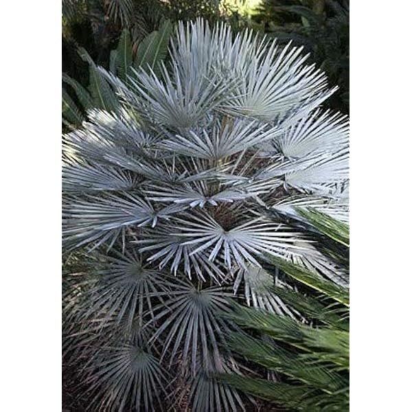 Blaue Zwergpalme - Chamaerops humilis cerifera - 10 Samen (Neu und originalverpackt) in ...