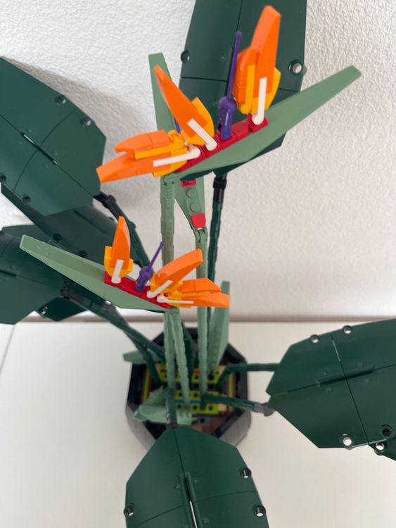 Lego Icons: bird of paradise (Gebraucht) in Clarens für CHF 40 – mit ...