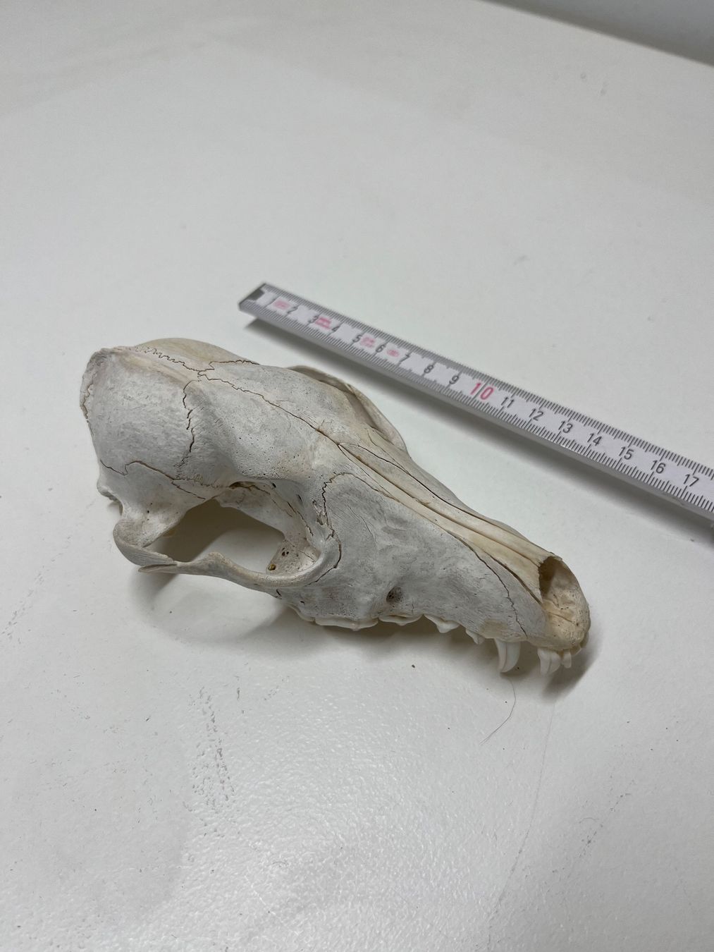 Kapfuchsschädel (Gebraucht) in Kilchberg ZH für CHF 80 – mit Lieferung ...