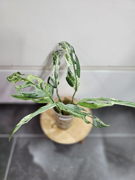 Monstera Adansonii Indonesian Marble (Neu und originalverpackt) in ...