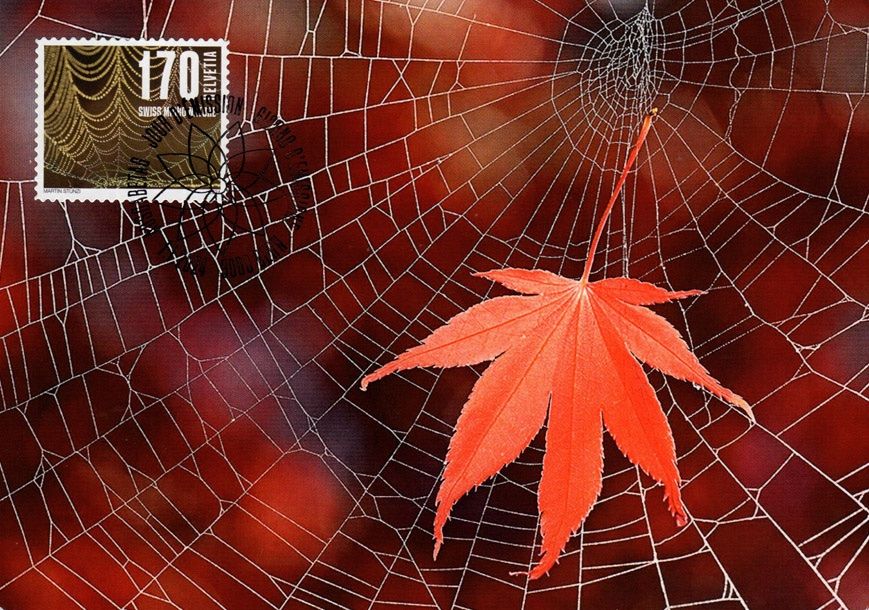 Maximumkarte Naturmuster - Spinnennetz | Kaufen auf Ricardo