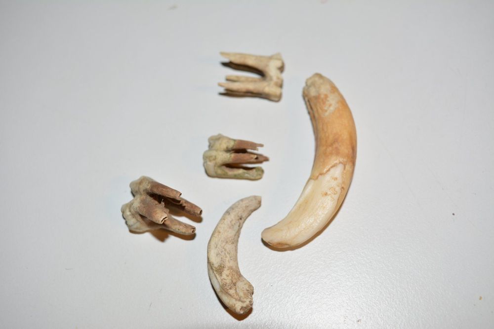 Zähne Zahn Set skelett knochen tier (Gebraucht) in Fischbach-Göslikon ...