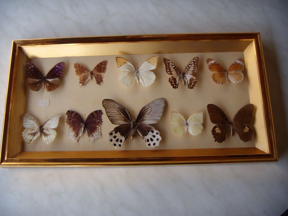 10 !! echte Schmetterlinge , hinter Glas (Gebraucht) in Schwarzenbach SG für CHF 39 – mit ...