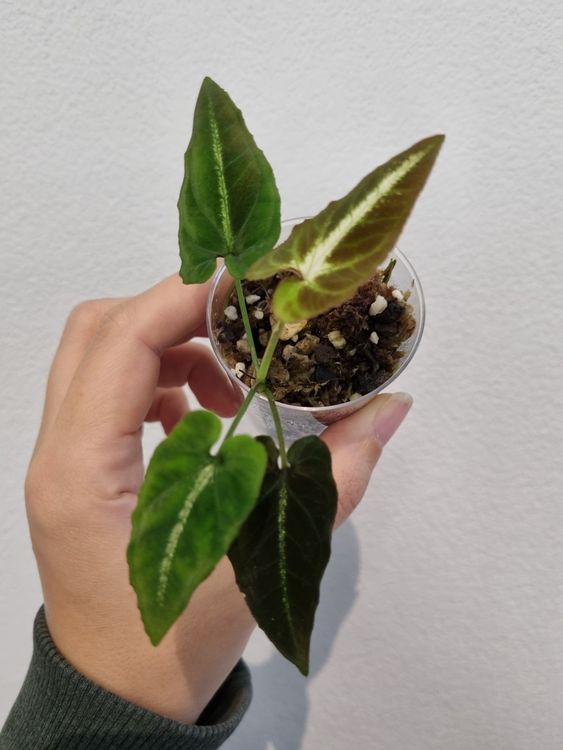 Syngonium Rayii (Gebraucht) in Bern für CHF 10 – mit Lieferung auf ...