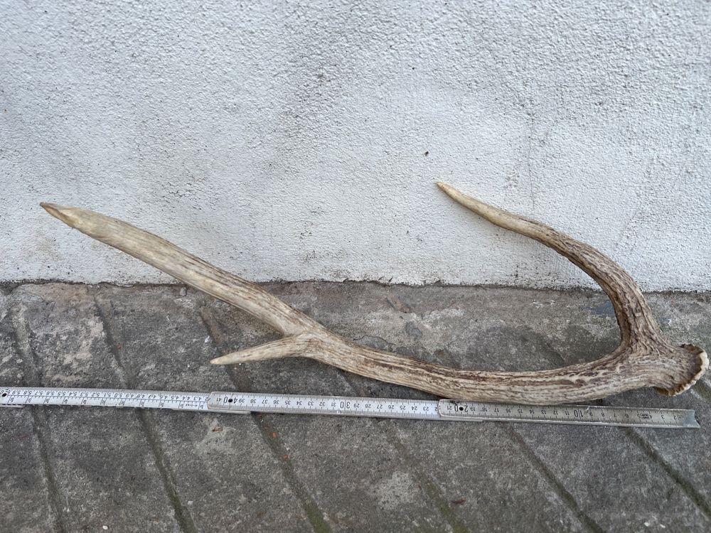 hirschgeweih geweih hirsch geweihstange (Gebraucht) in Vaduz für CHF 50 – mit Lieferung auf ...