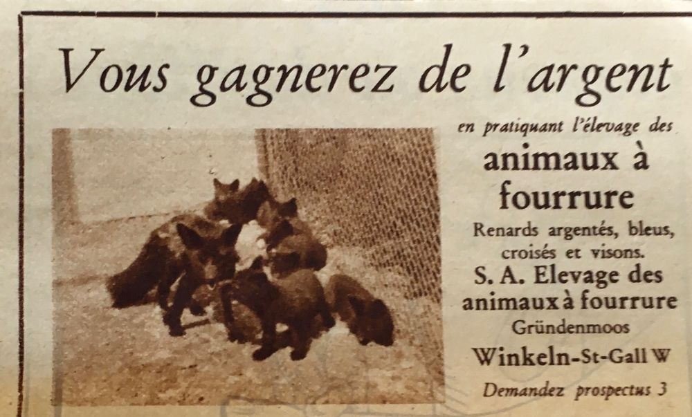 Vintage Reklame, St. Gallen, Winklen, Fuchs, Pelztiere, 1930 (Gebraucht ...