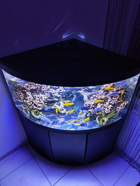 Aquarium Fluval 350L - Eckaquarium Set (Gebraucht) in Oberengstringen ...