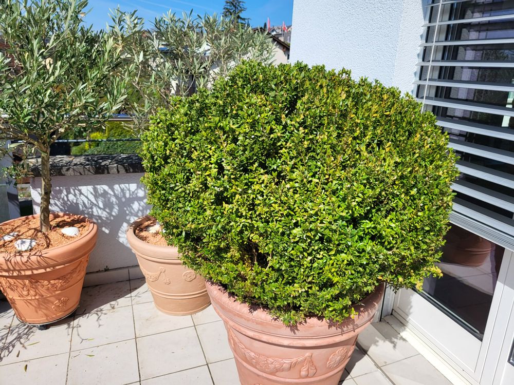 Grosser Buchsbaum, perfekt für Terrasse, 90cm Durchmesser (Gebraucht ...