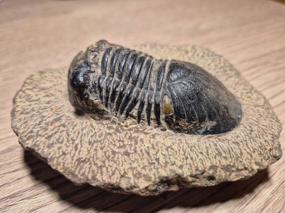 Trilobite fossile authentique sur matrice (Gebraucht) in Sugnens für ...