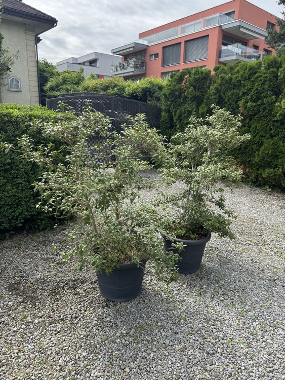 Grosser Baum Im Topf Winterhart