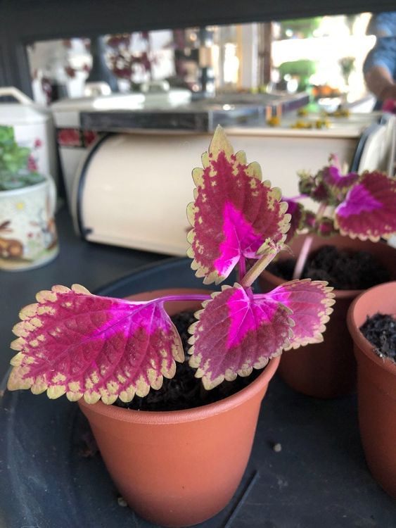 Plante Baby COLEUS rose | Kaufen auf Ricardo