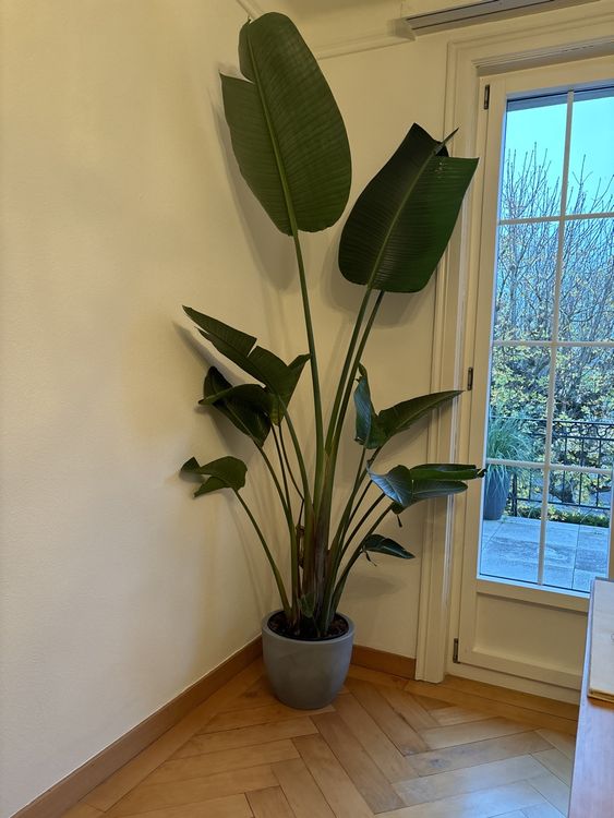 Grosse Paradiesvogelblume / Strelitzie Nicolai (Gebraucht) in Zug für CHF 90 – nur Abholung auf ...