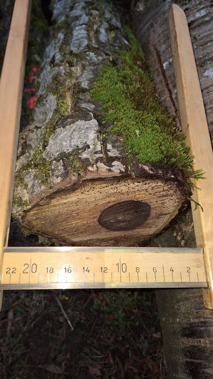 Nussholz Ast Holz Nussbaumholz drechseln basteln | Kaufen auf Ricardo