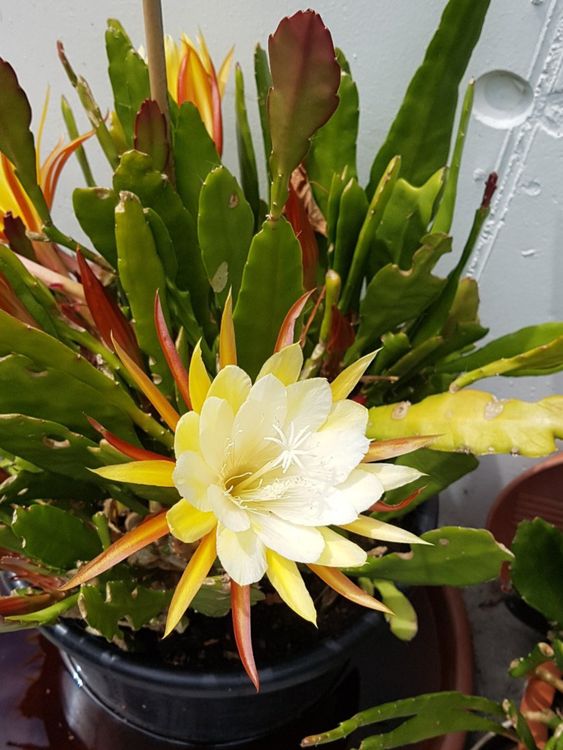 Epiphyllum Blattkaktus Orchideenkaktus cremweiss-gold 2 Abl. | Kaufen ...