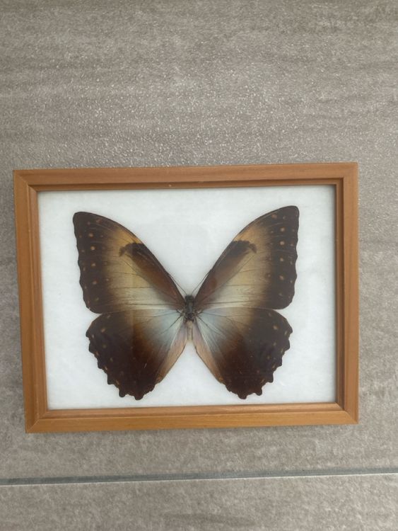 Morpho Perseus Schmetterling aus Brasilien im Rahmen🦋 (52) | Kaufen auf ...