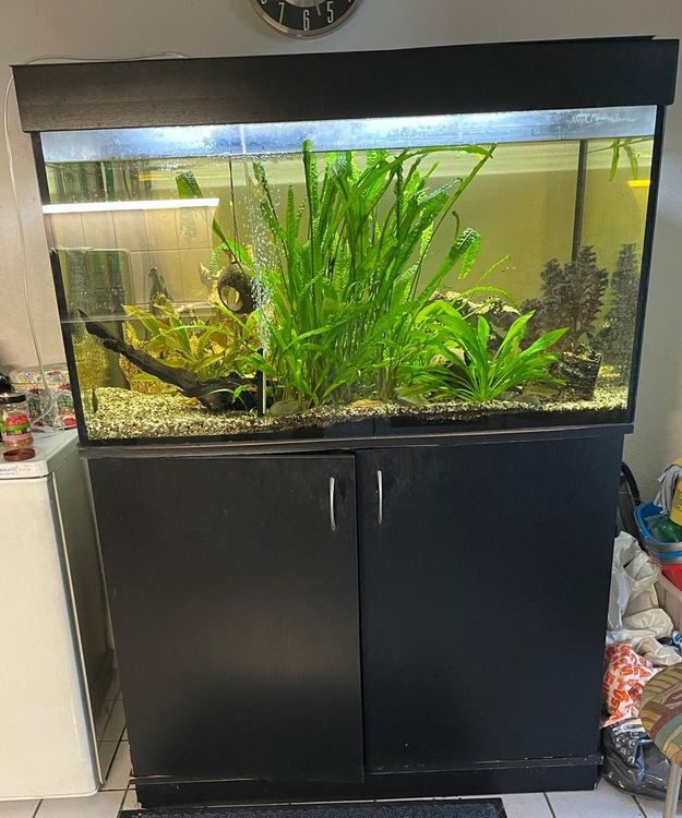 400 Liter Aquarium mit Unterschrank, komplett mit Inhalt (Gebraucht) in Roggwil TG für CHF 26 ...