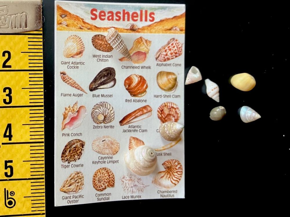 Poster (Muscheln) mit kleinen Muscheln für die Puppenstube. (Neu und ...