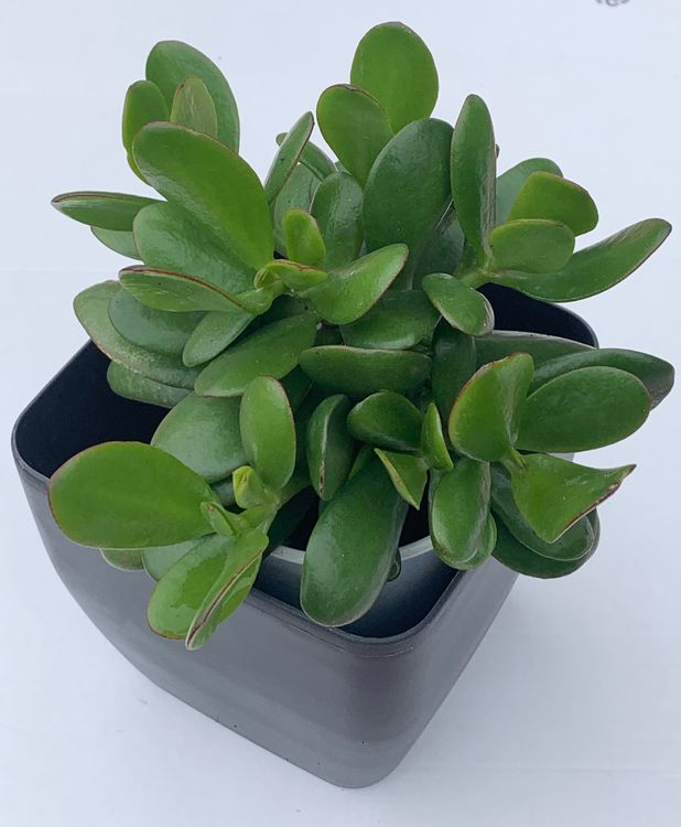 Geldbaum Crassula ovata Pfennigbaum 11 cm Zimmerpflanze (Neu (gemäss ...