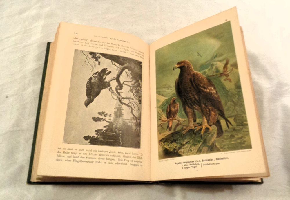 Die Raubvögel Mitteleuropas / Vogel Buch 1905 ab Fr. 18.- | Kaufen auf ...
