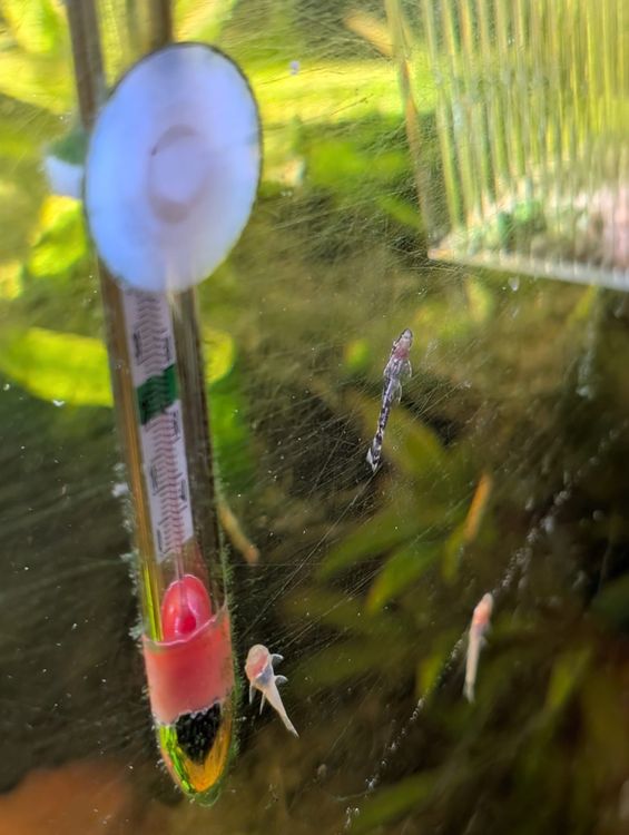 baby pleco (Gebraucht) in Hallau für CHF 5 – nur Abholung auf Ricardo ...