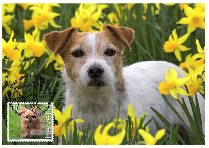 Maximumkarte Süsse Tiere - Hund (Neu (gemäss Beschreibung)) in Dottikon für CHF 4 – mit ...