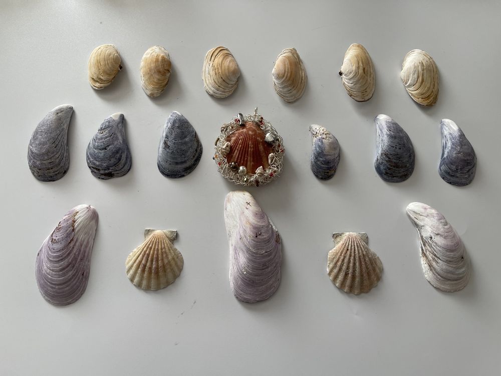 Muscheln Deko Set, Sommerliche Tischdeko oder zum Basteln! (Gebraucht ...