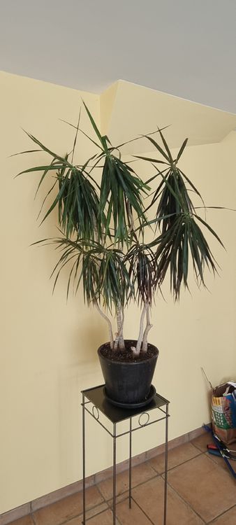 gerandeter Drachenbaum mit Topf | Kaufen auf Ricardo