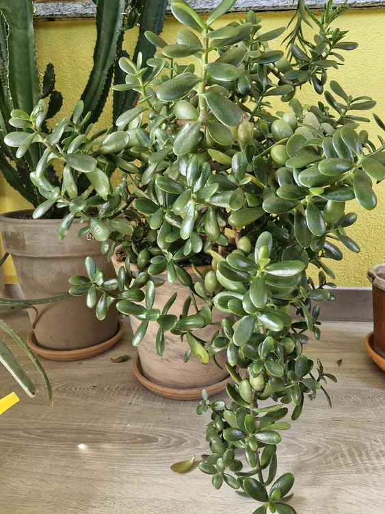 Geldbaum / Kaktus (Gebraucht) in Hergiswil LU für CHF 15 – nur Abholung ...