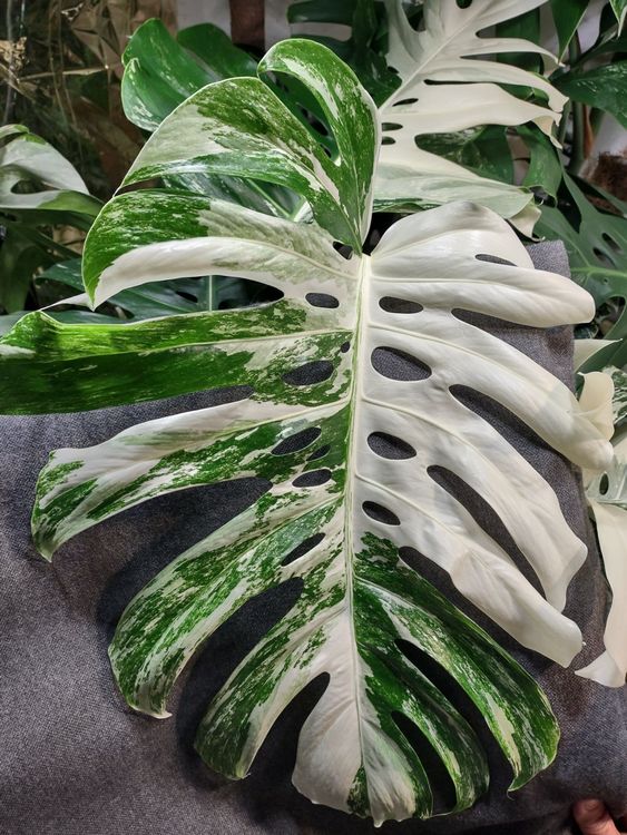 Monstera Deliciosa Albo Variegata Kopfsteckling (2 Blätter) (Gebraucht ...