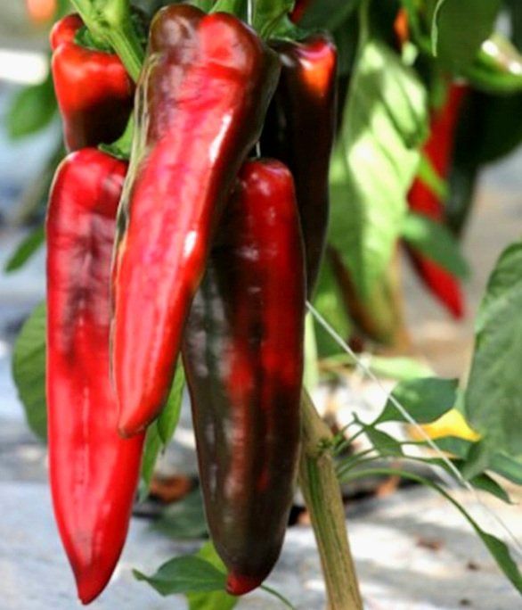 Ab 5.- fr ! 10 Samen "Ochsenhorn Peperoni" ROT (Neu und ...