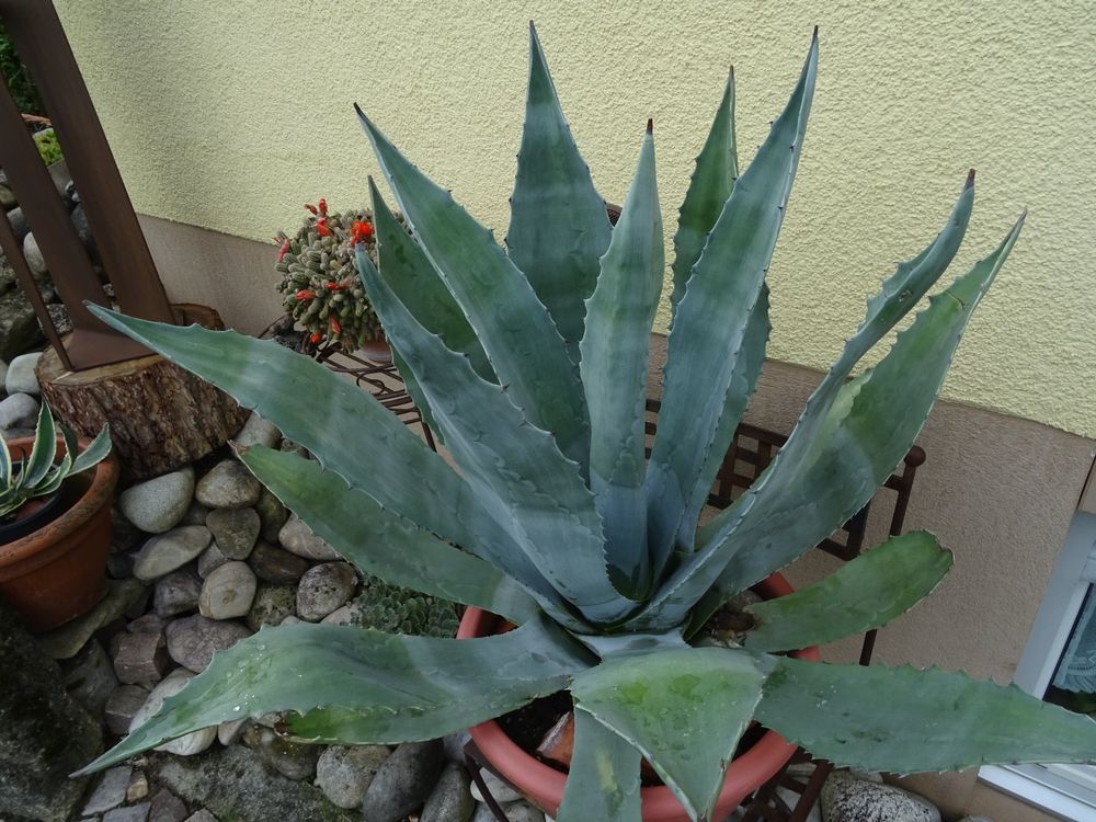 AGAVE (Gebraucht) in Veltheim AG für CHF 65 – nur Abholung auf Ricardo ...