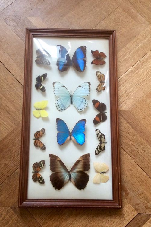 Echte Schmetterlinge Lepidopterologie | Kaufen auf Ricardo