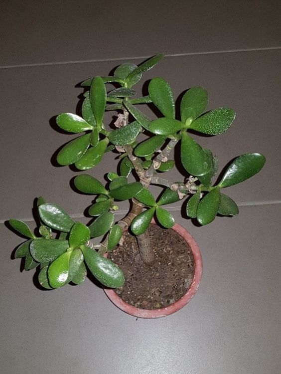 Geldbaum Sukkulent (Gebraucht) in Flamatt für CHF 10 – mit Lieferung ...