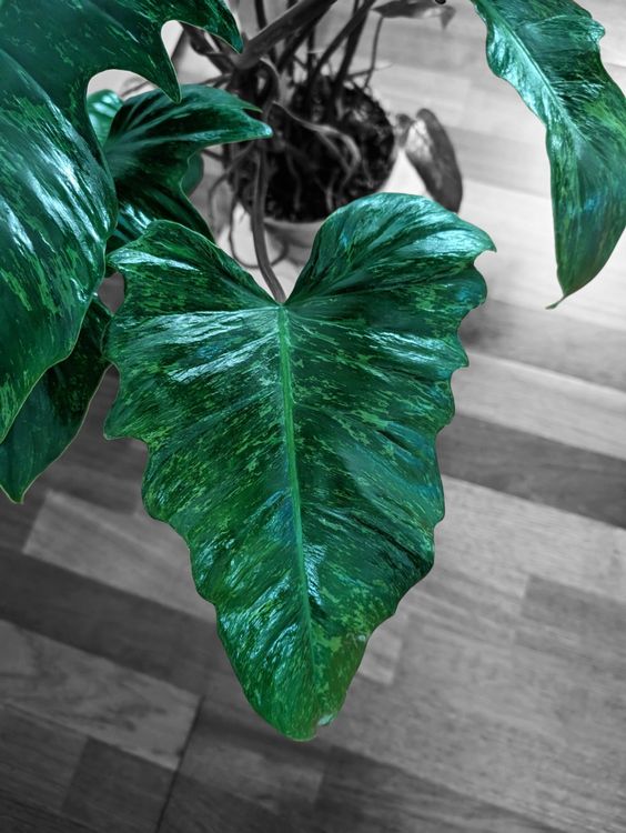 PHILODENDRON MINARUM LIME FIDDLE VARIEGATED (Neu (gemäss Beschreibung ...