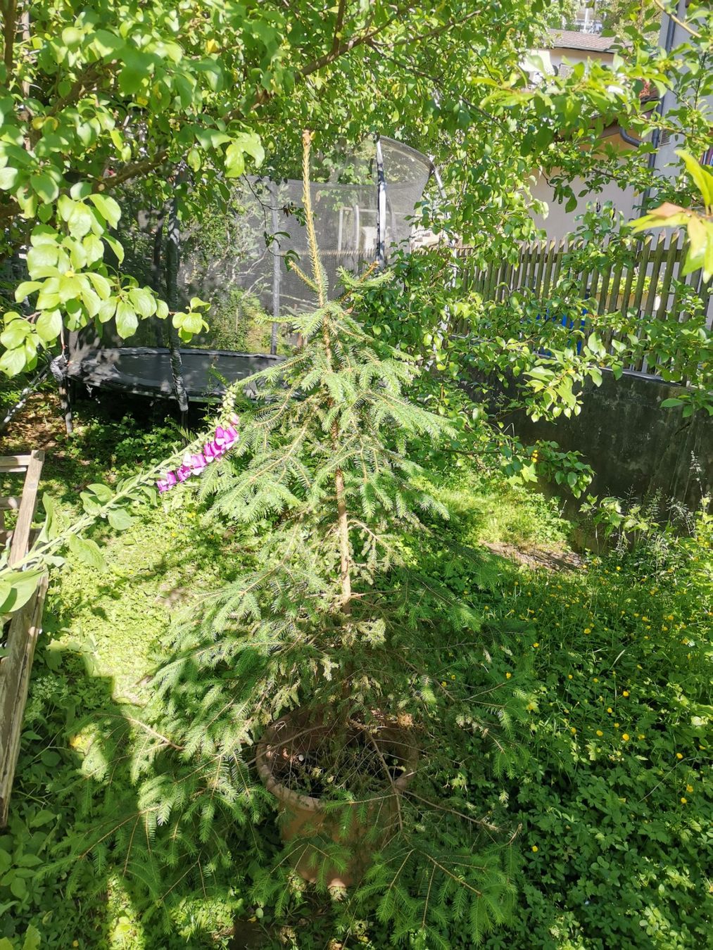 Rottanne im Topf 180cm (Gebraucht) in Füllinsdorf für CHF 20 – nur Abholung auf Ricardo kaufen