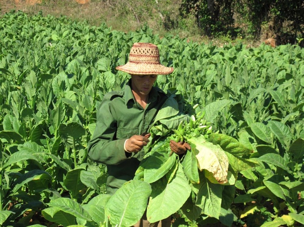 TABAC A CIGAR CUBAIN habano 2000 300g | Kaufen auf Ricardo