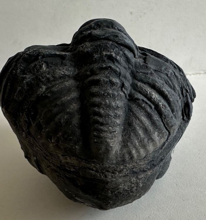 Mehreren Millionen Jahre Alt Phacops stein aus Käfer motiv (Gebraucht ...