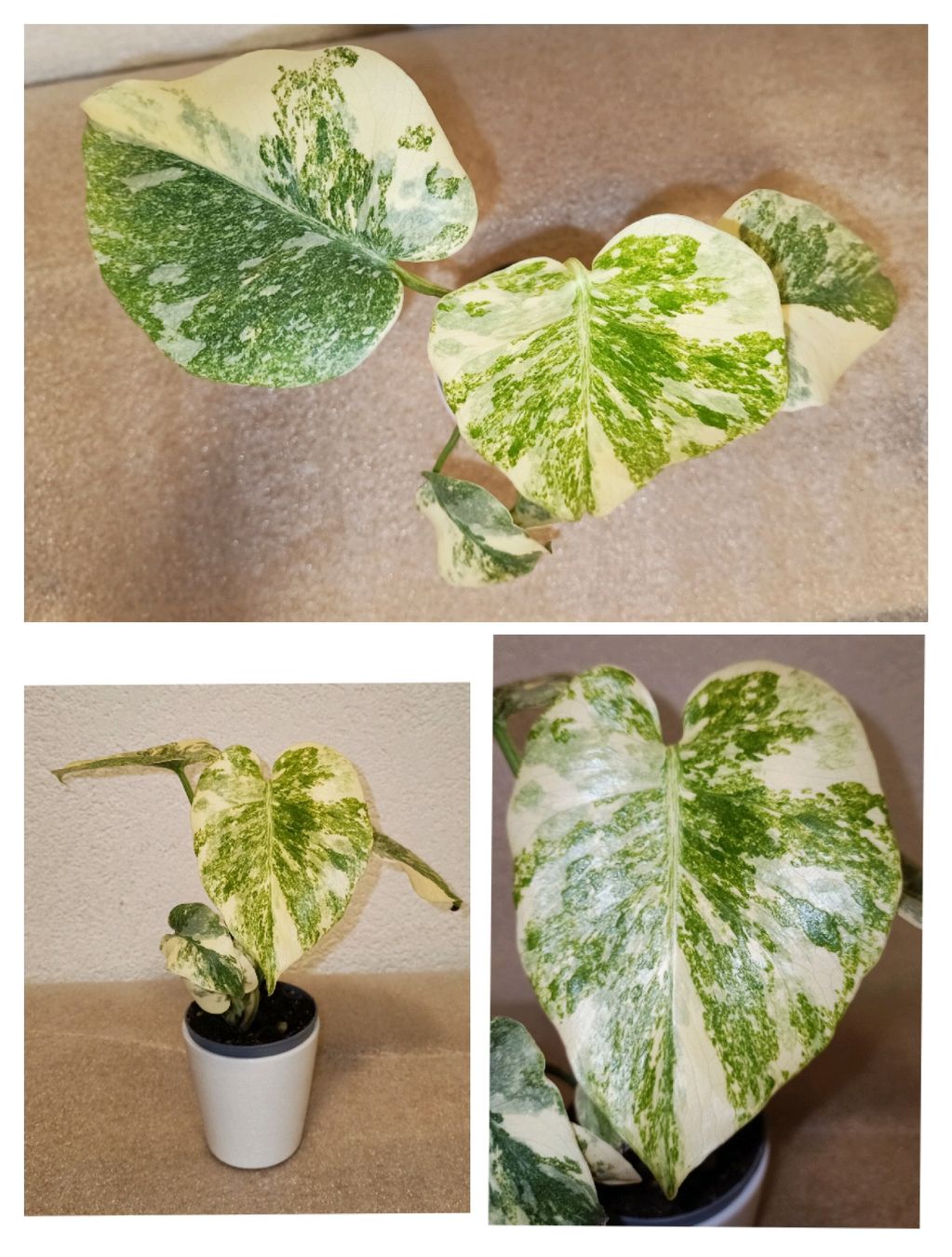 Monstera Legacy (Neu (gemäss Beschreibung)) in schöftland für CHF 170 ...