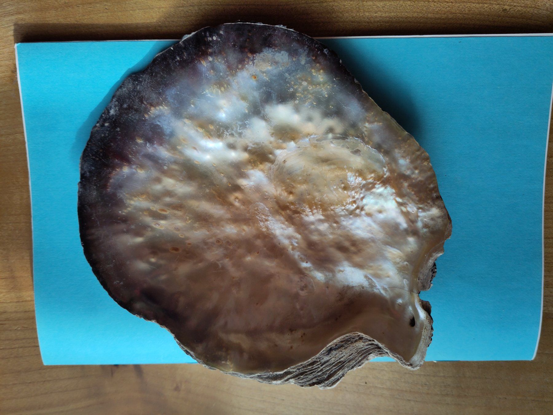 1 gr. Muschel ca. 16 cm " Meerohr?" (Gebraucht) in Veltheim AG für CHF ...