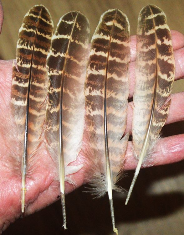 Deko Federn 548 – 10 bis 15 cm – Weiblicher Fasan - 20 Stück (Neu und ...