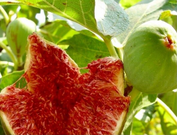 XXL (150 cm) Echte Feigenbaum " FICUS CARICA" Früchte: GRUN (Neu und originalverpackt) in Rovio ...