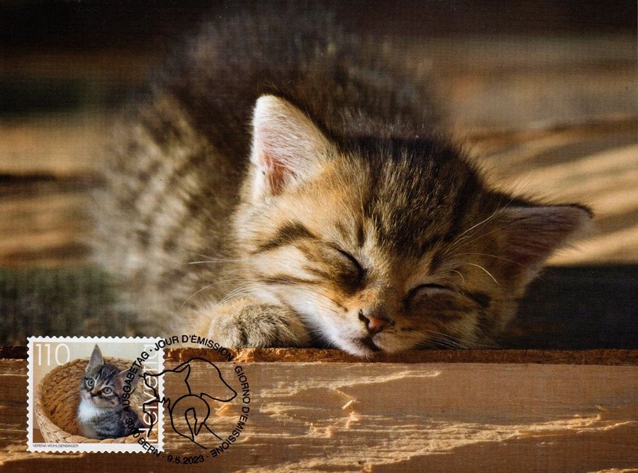 Maximumkarte Süsse Tiere - Katze (Neu (gemäss Beschreibung)) in Dottikon für CHF 8 – mit ...