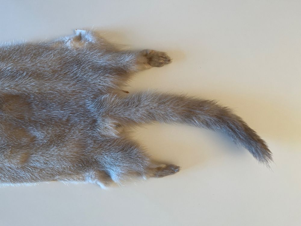 Hermelinpelz, ganzes Fell von einem Hermelin (Gebraucht) in für CHF 15 ...