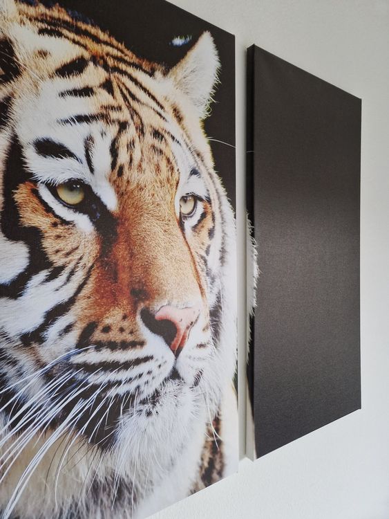 Schönes Tiger 3er Bild (Gebraucht) in Dübendorf für CHF 30 – nur Abholung auf Ricardo kaufen